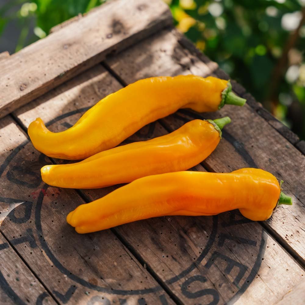 Gul søt paprika 'Zazu' | Sød i smaken | Kjøp den her